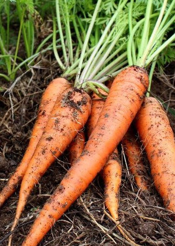 Carotte rouge (Daucus carota) | Semance | Comptoir