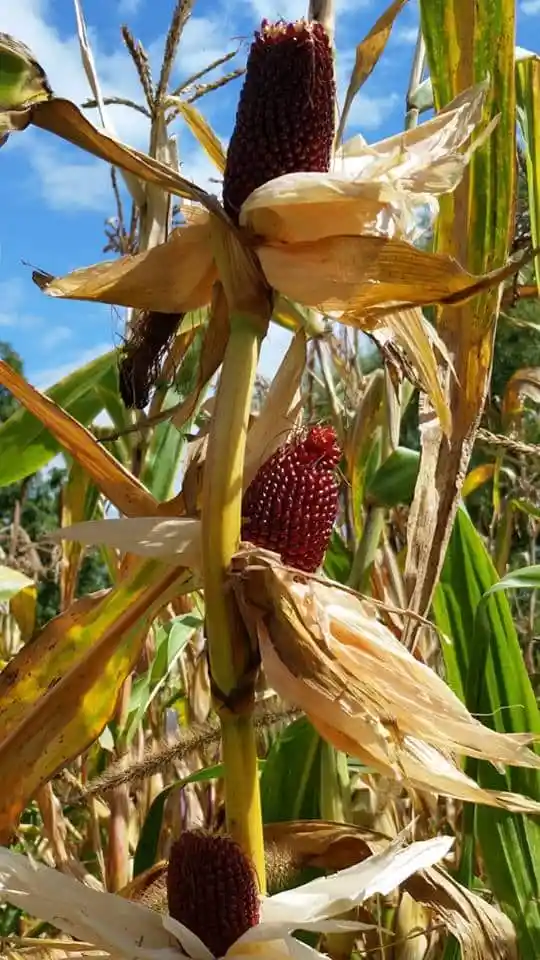 Maïs à éclater Rouge (Zea mays var. everta) | Semance | Comptoir