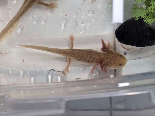 Copper Axanthic for Kasey | Dragon's Axies LLC