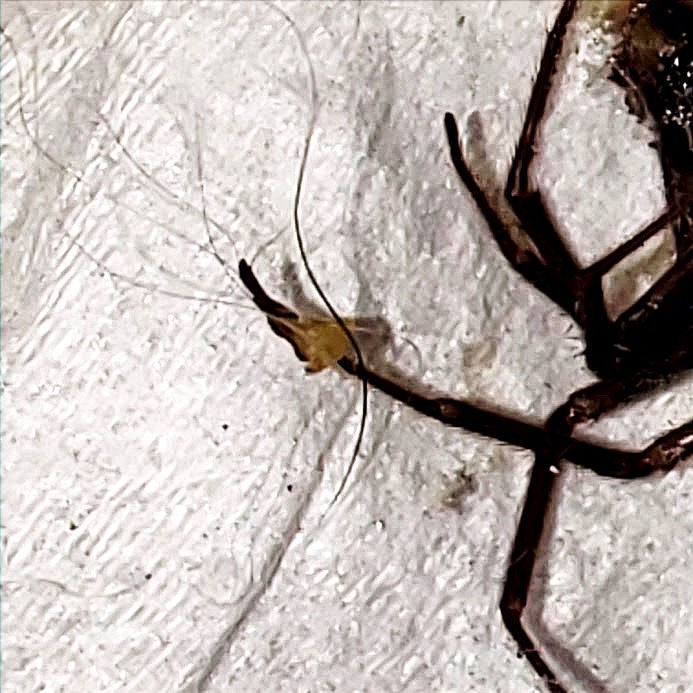 Home | Morgellons Disease: Parasitical Skin Infestation and Treatment ...