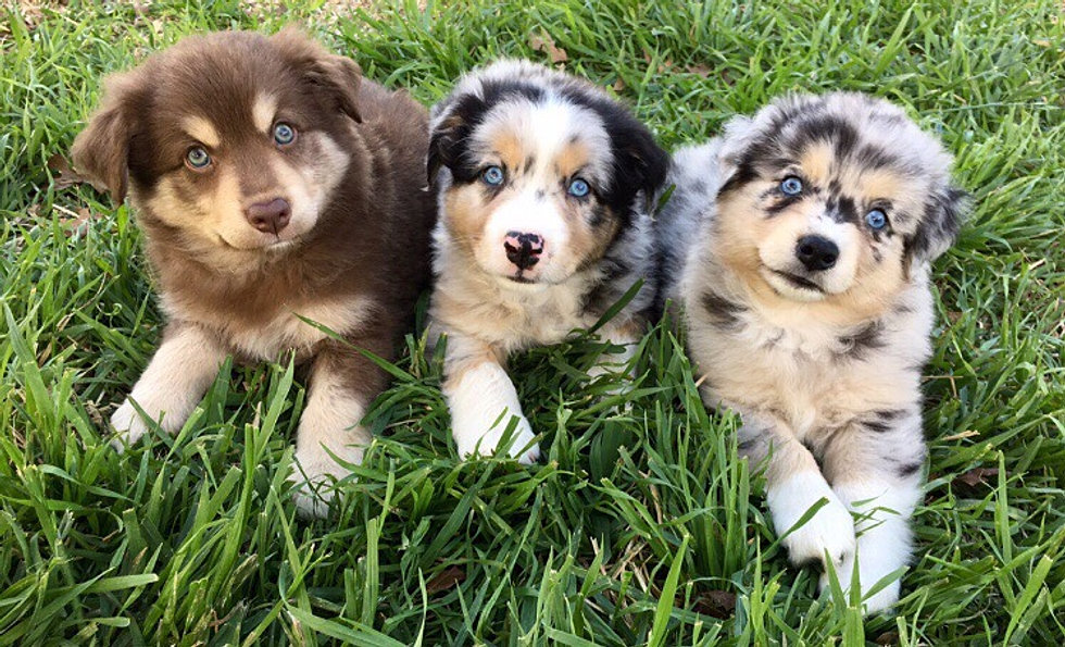 Ins and outs of owning an Australian Shepherd – Everything you need to ...