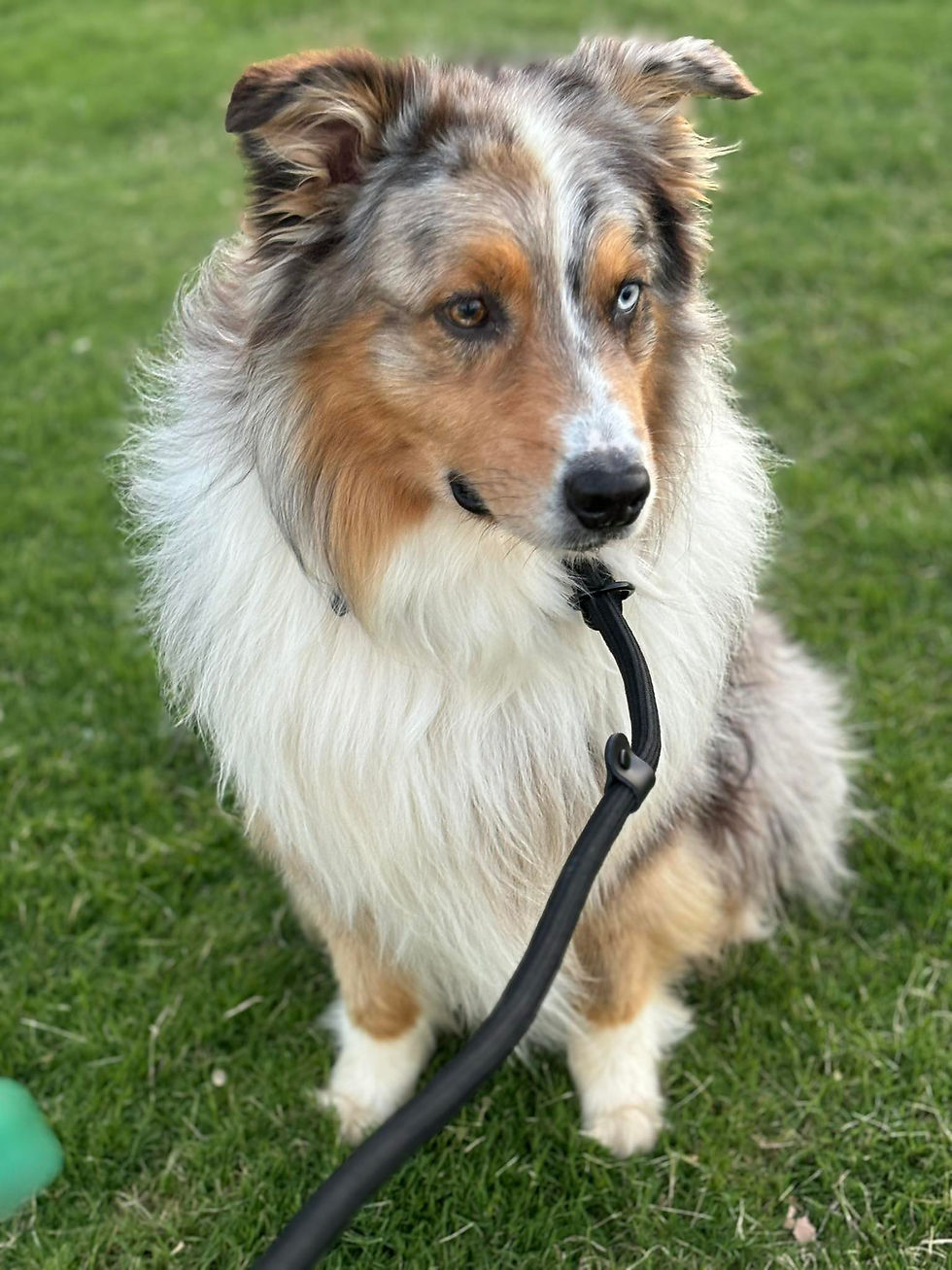 LSAR | Available Aussies