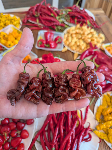 Atomic Tiger Chocolate | Matt's Peppers