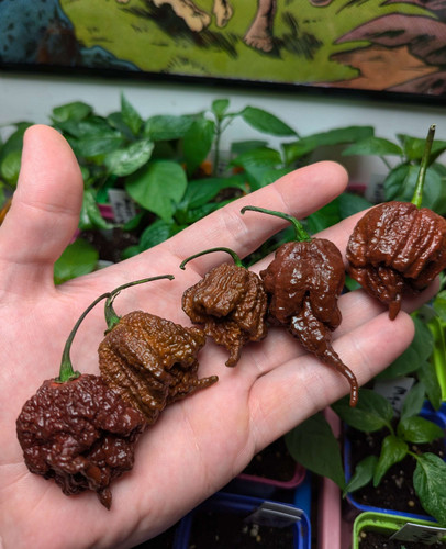 7 Pot Primo Chocolate | Matt's Peppers