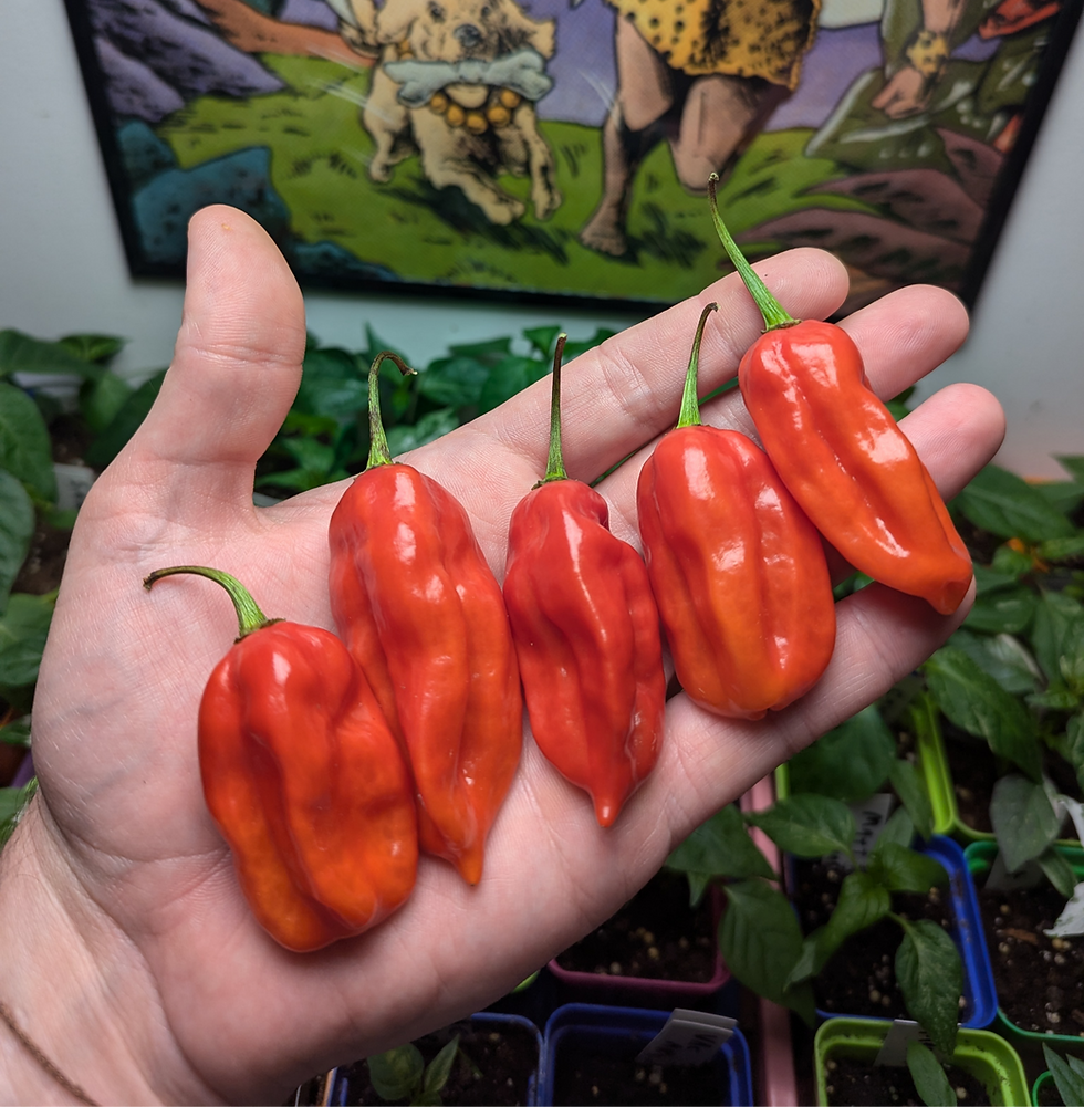 Specialty pepper seeds by Matt's Peppers