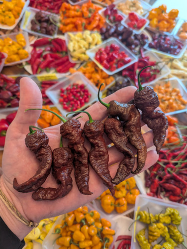 Mantis Claw Chocolate | Matt's Peppers