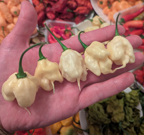 White Reaper | Matt's Peppers