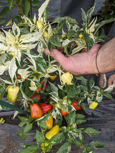 Confetti Hybrid | Matt's Peppers