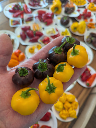 Mini Yellow Bell | Matt's Peppers