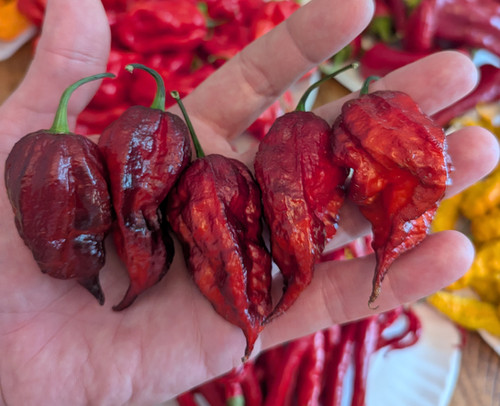 Fox Purple Naga Ruby | Matt's Peppers