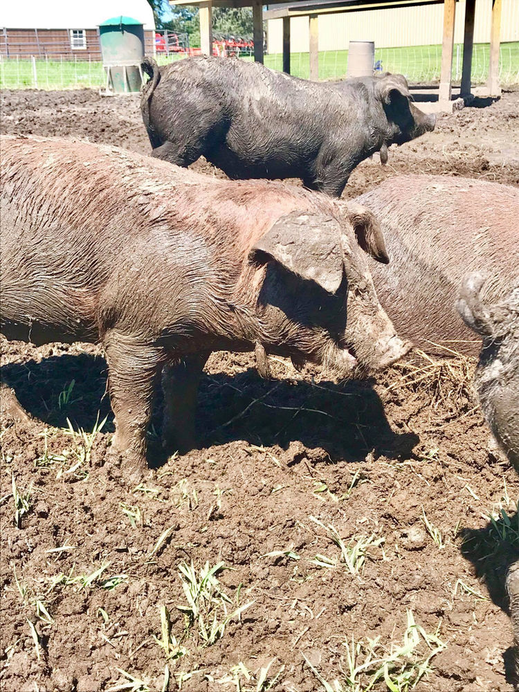 What's with the wattles?