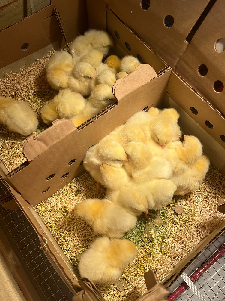 Are you thinking about getting some chicks? Here is step by step on ...