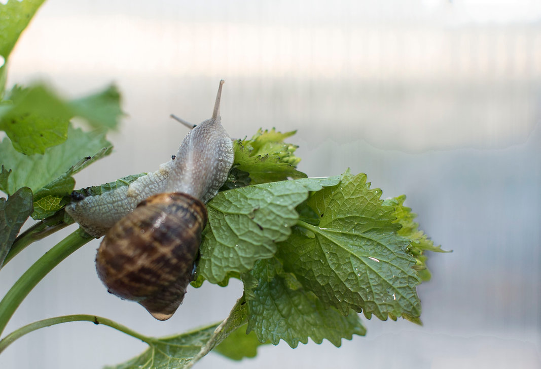 Peconic Escargot - Fresh Escargot & Snail Caviar - Cutchogue, New York