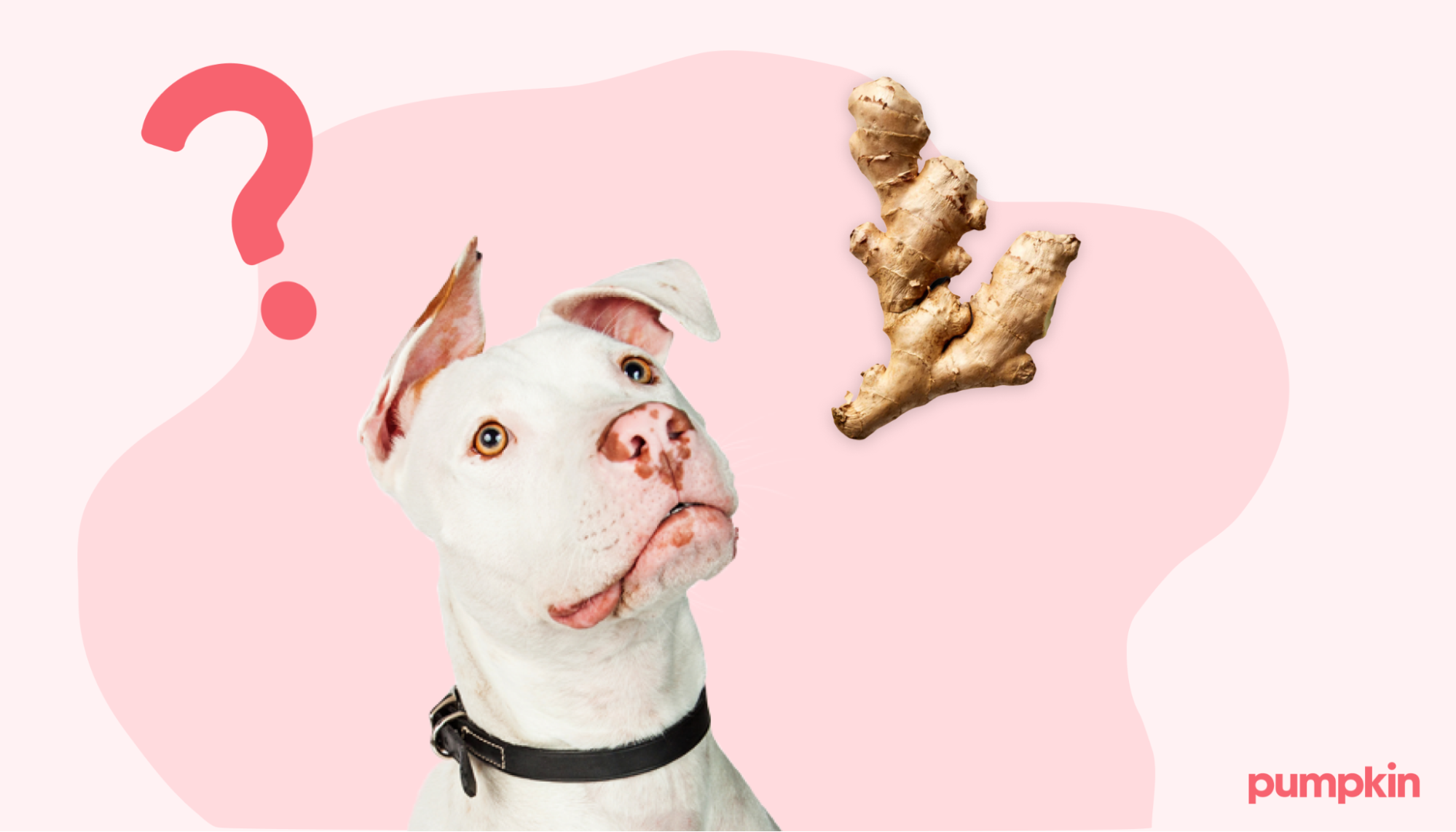 Can Dogs Eat Ginger? Your Safe Feeding Guide | Pumpkin Pet Insurance