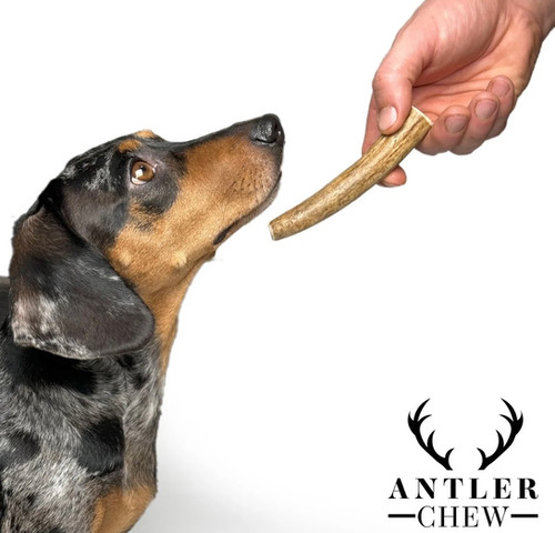 Elk Antler Chew - Various Sizes Click For Price | Kate & Kobe