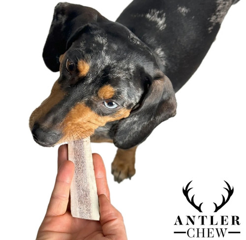 Split Deer Antler Chew - Various Sizes Click For Price | Kate & Kobe