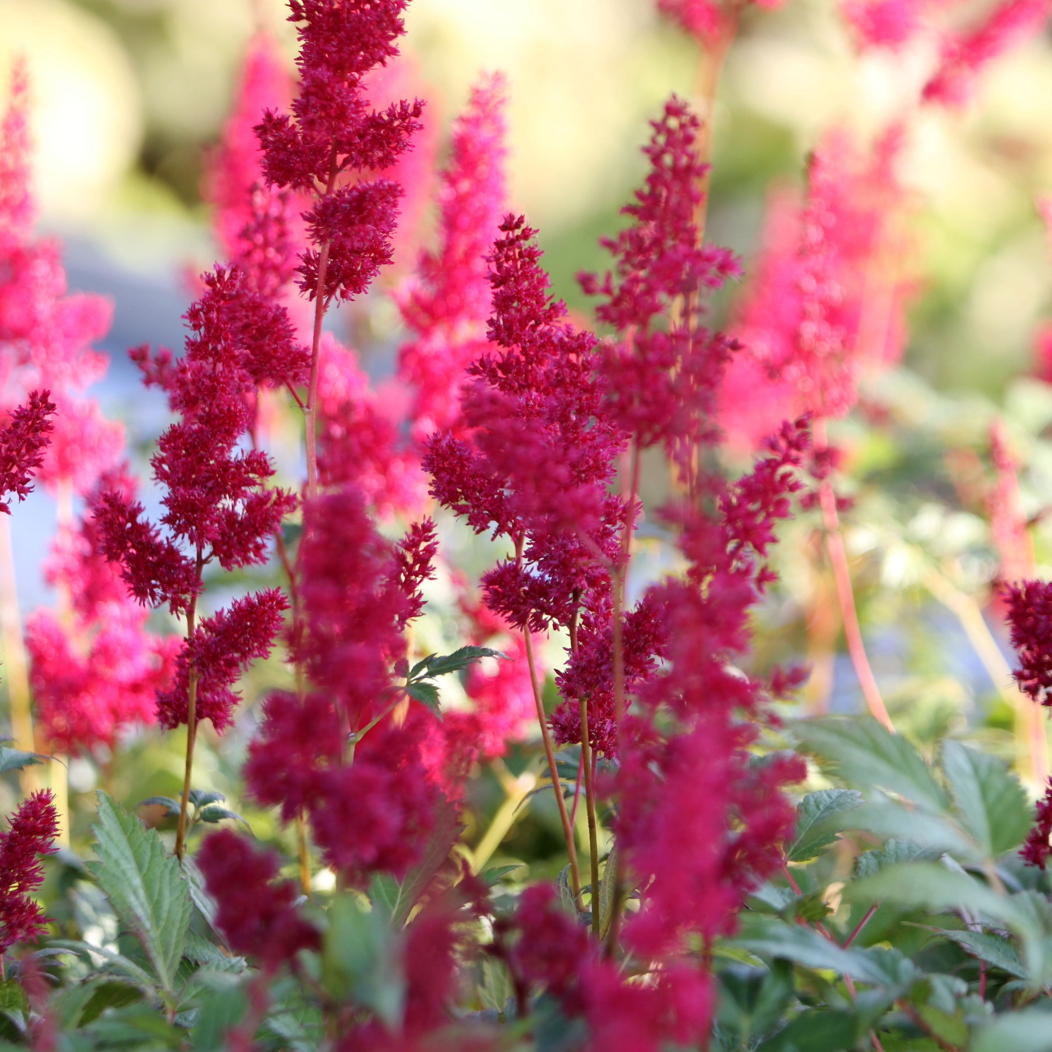 Astilbe arendsii ’Fanal’ | Engströms