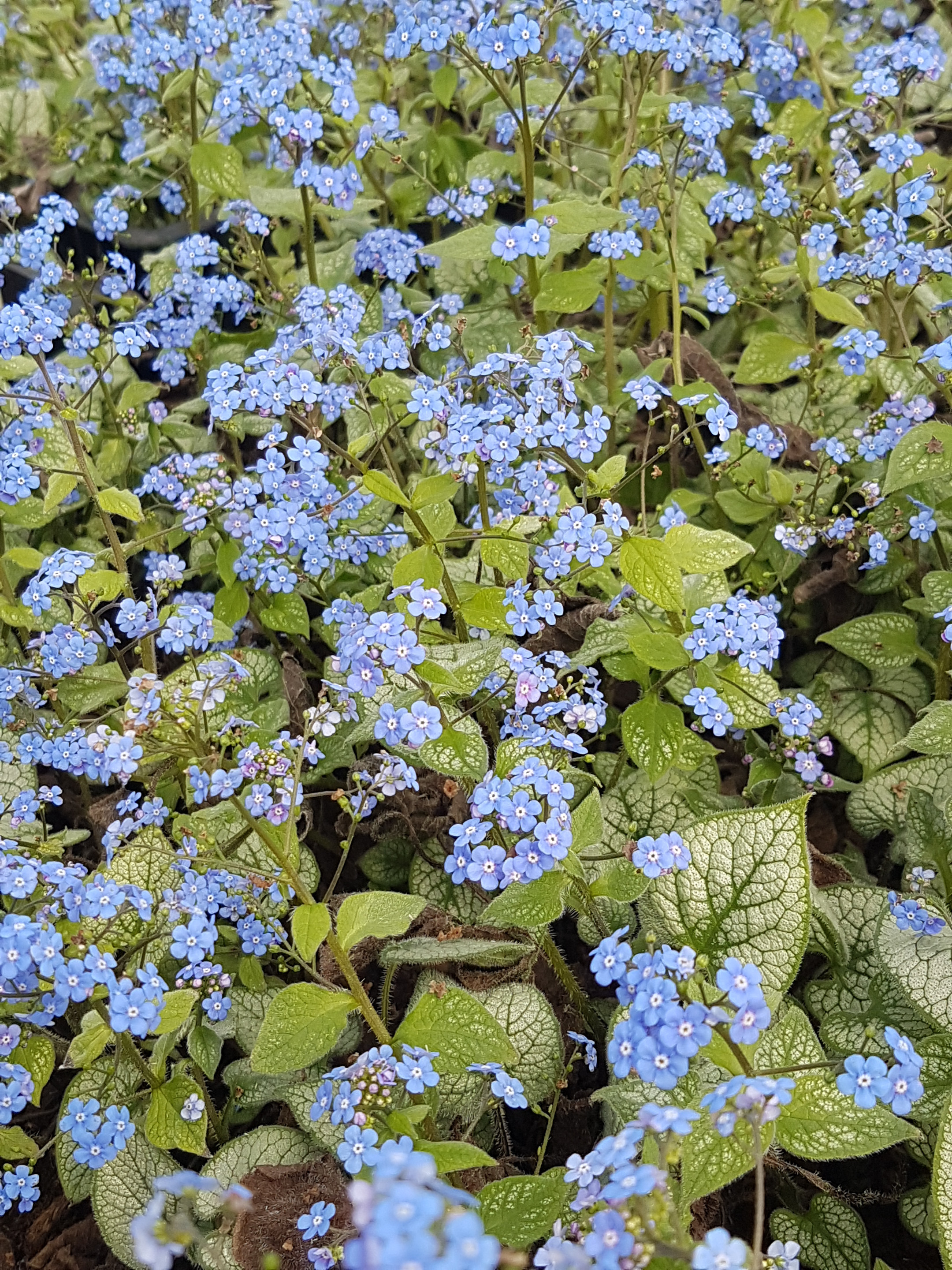 Brunnera macrophylla ’Jack Frost’ | Engströms