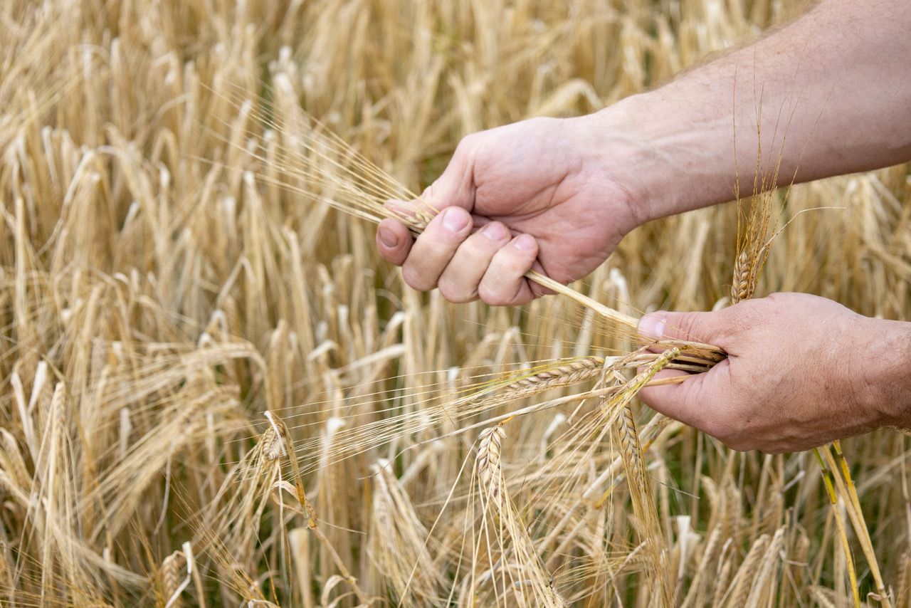 THE FOUNDATION OF FLAVOUR