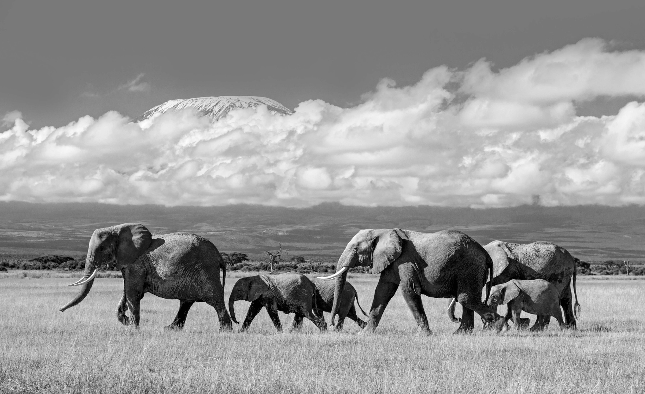 About | Olifant Legacy