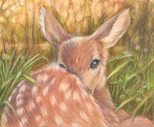 Hidden Fawn | mysite