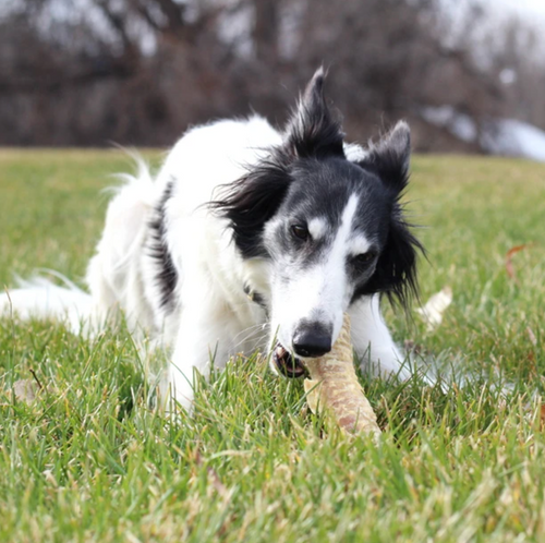 Beef Trachea 12 inch | website