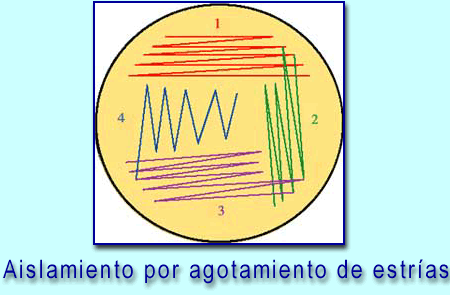 PRÁCTICA Nº9: SIEMBRA EN MEDIO DE CULTIVO EN PLACA