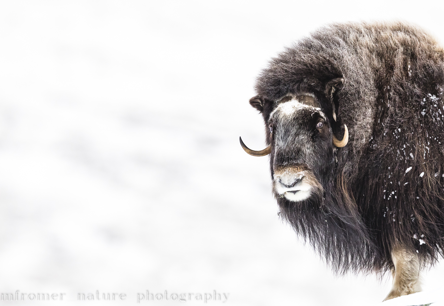 Musk Ox