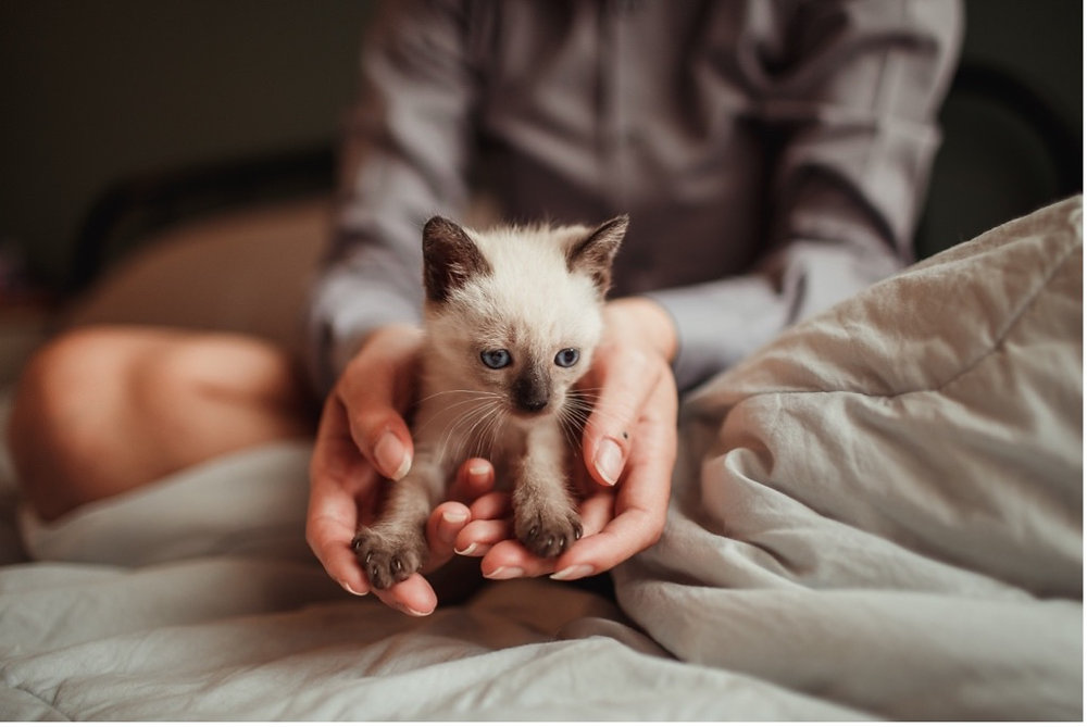 Kitten Care 101: A Guide to Raising a Happy and Healthy Kitten