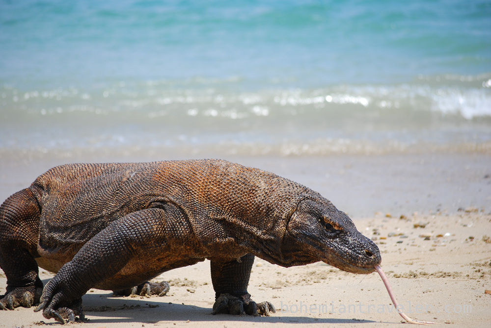 Komodo Dragon and Gila Monster
