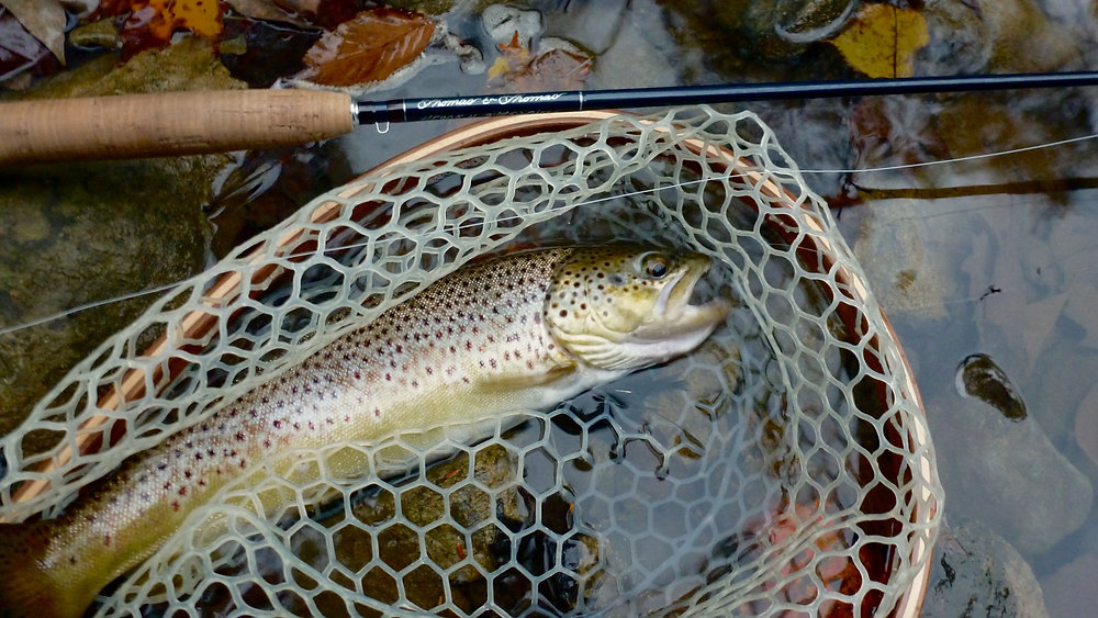 rain, increased flows, and flingin' streamers