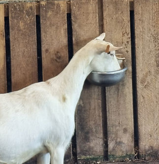 Water Management | Dairy Goat Farming N