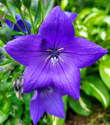 Purple Balloon Flower | NHHikesandWanderlust
