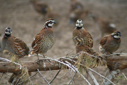 Bobwhite Quail (unreserved) | Quail Covey Run, LLC