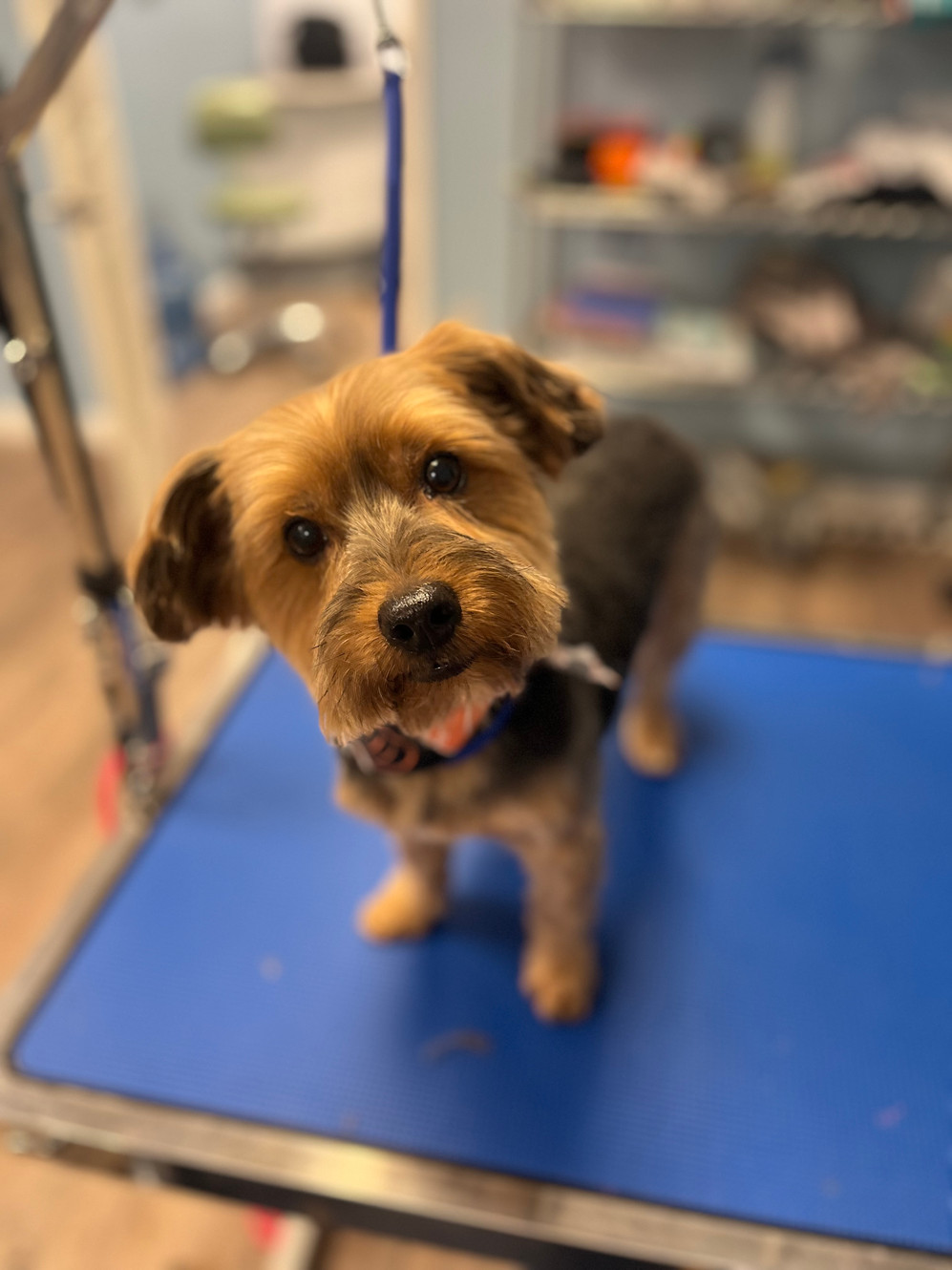 Dog Grooming Wake Forest
