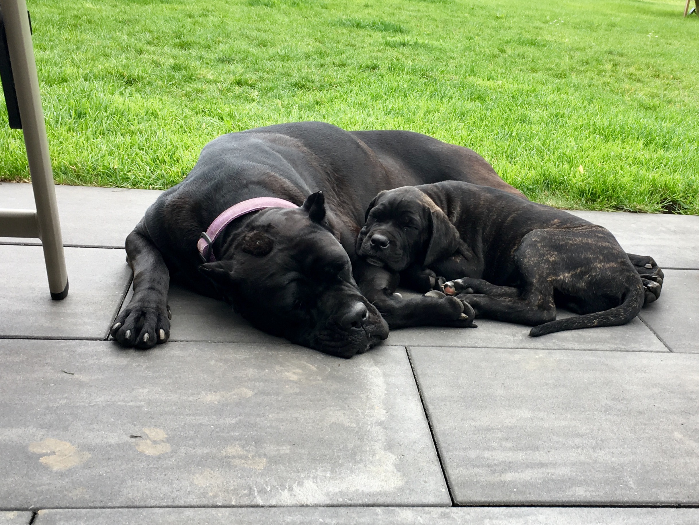 Cane Corso Welpen kaufen, Cane Corso Züchter