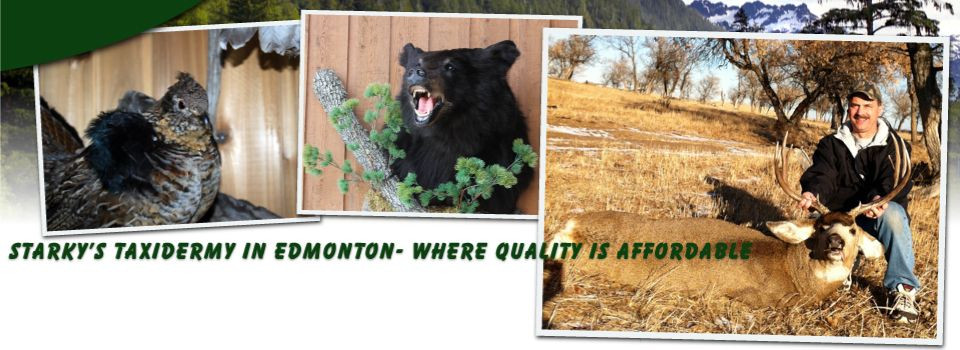 Skinning & Mounting Edmonton | Bird Mounts | Starky's Taxidermy
