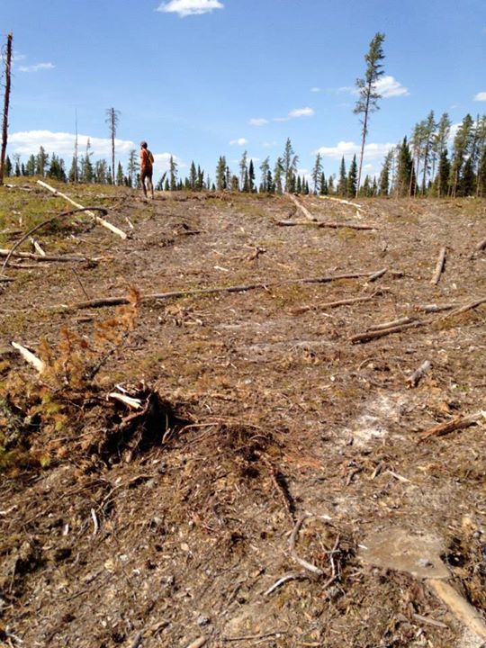 Tree Planting In Ontario | Heritage Reforestation Inc.