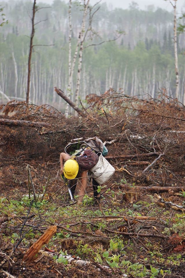 Tree Planting In Ontario | Heritage Reforestation Inc.