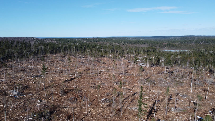 Tree Planting In Ontario | Heritage Reforestation Inc.