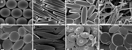 Nano rod and worm are the best shaped nanoparticles in cancer drug delivery