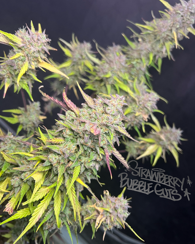 Strawberry Bubble Guts Autoflower | Novelty Gift Seed