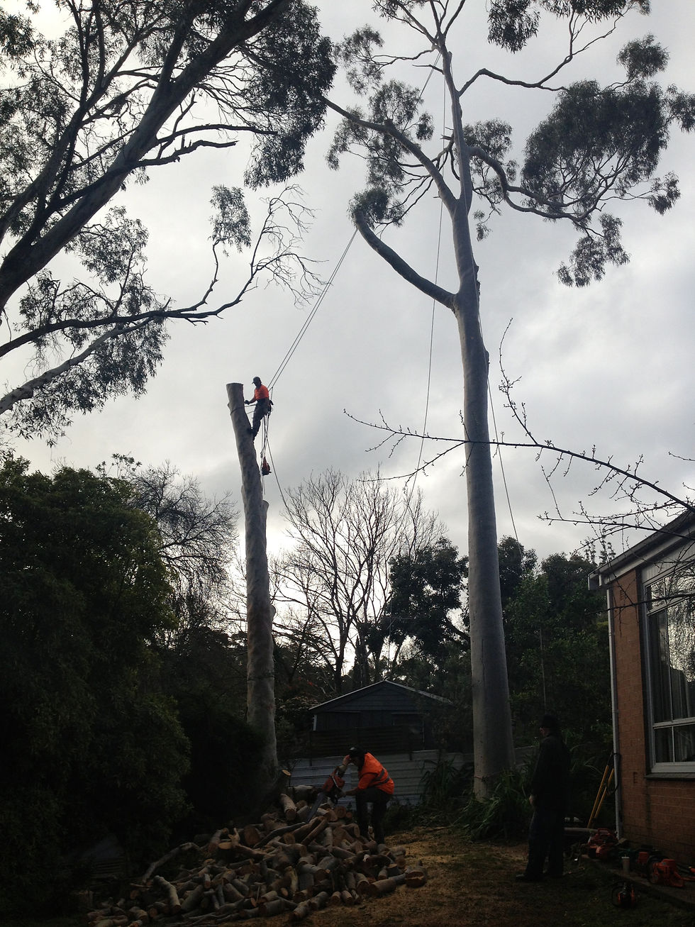 GALLERY | adelaidehillstrees