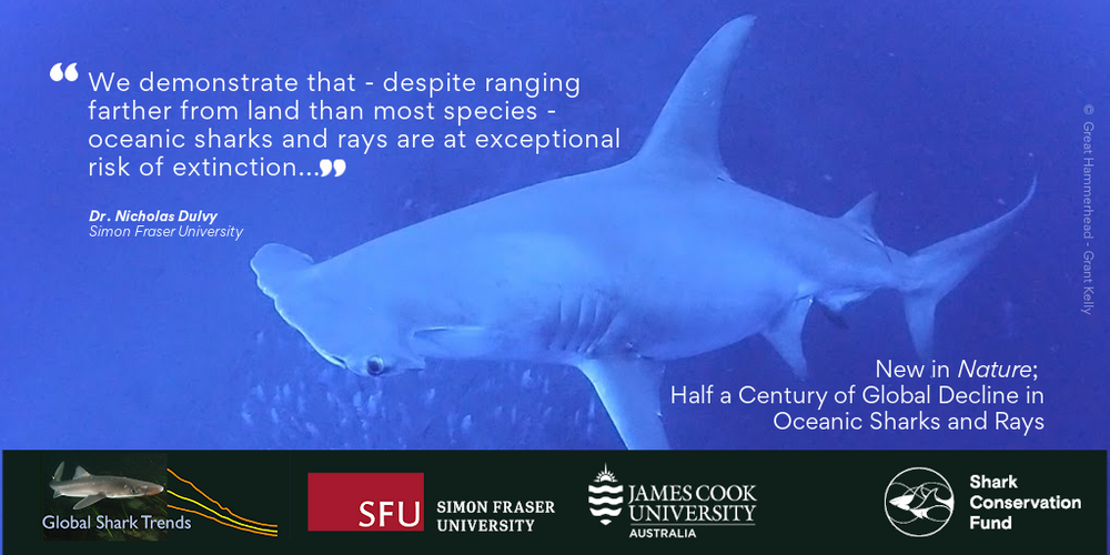 Oceanic Shark and Ray Populations Decline 71 Percent in Half a Decade