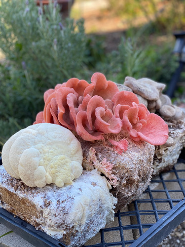 Trio Of Mushroom Blocks | Wolfe Family Farms