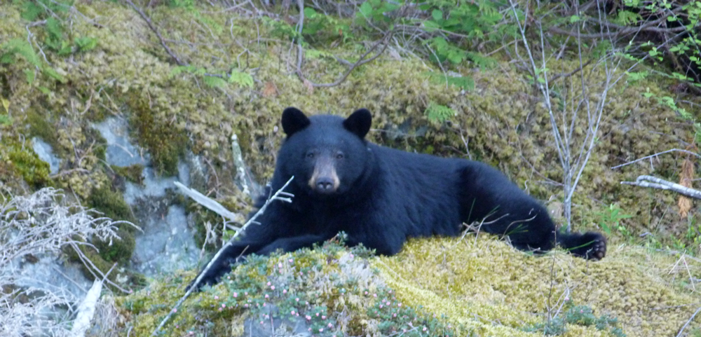 Toba Wilderness | Home | Experience Toba Inlet