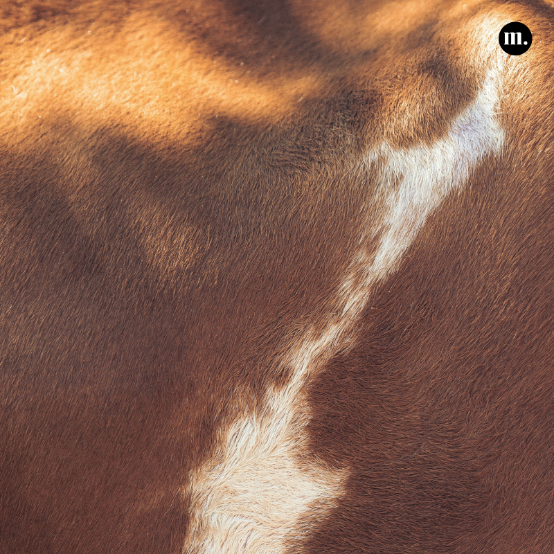 How Animal Skins Are Used for Fashion| Mindless Mag