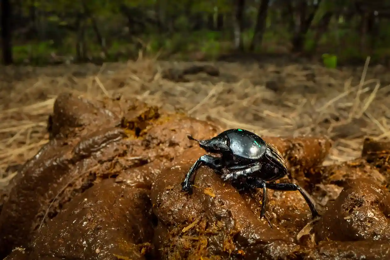 Field of fresh cow pats welcomes first dung beetles to be rewilded in ...
