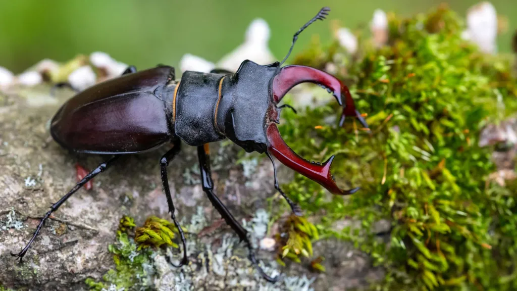 Home | Coleopterists Society of Britain and Ireland