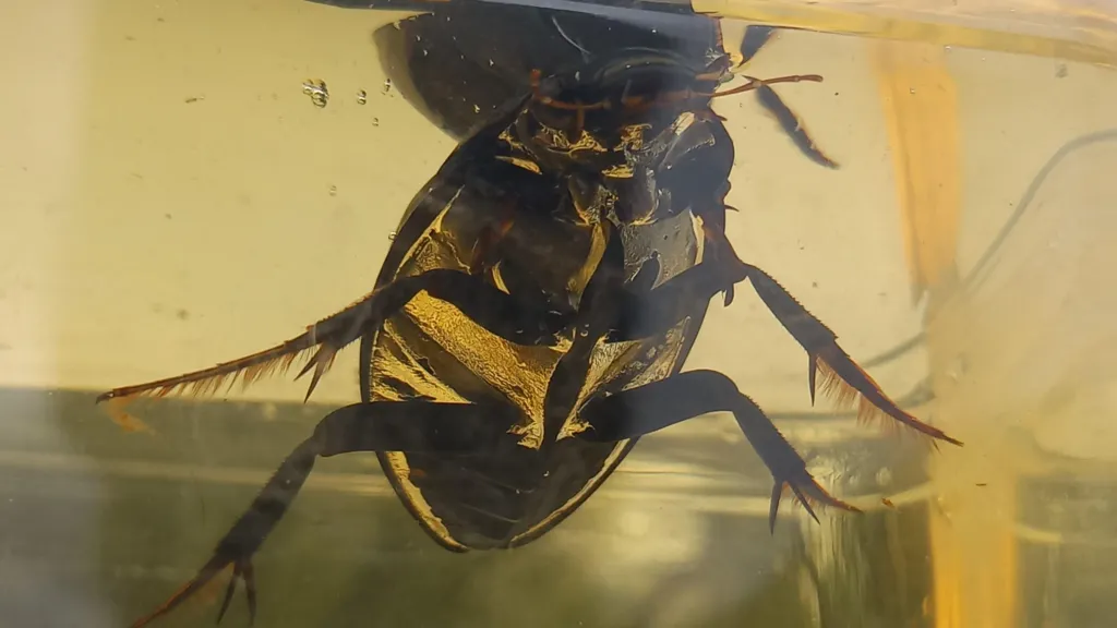 Home | Coleopterists Society of Britain and Ireland